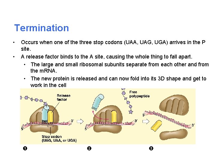 Translation The sequence of nucleotide bases in an