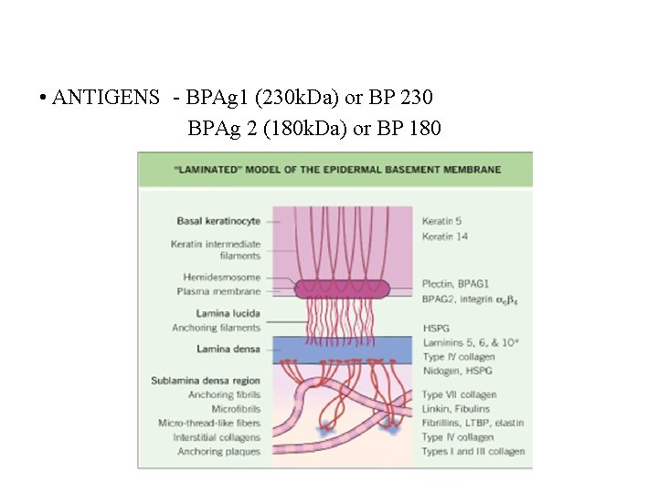 AUTOIMMUNE BULLOUS DISORDERS II Neirita Hazarika BULLOUS PEMPHIGOID