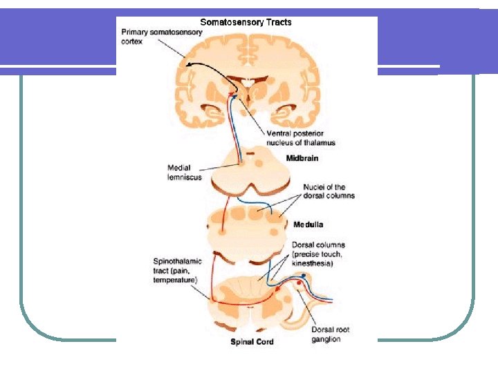 Somatic Senses General Sensory System Sensation l l