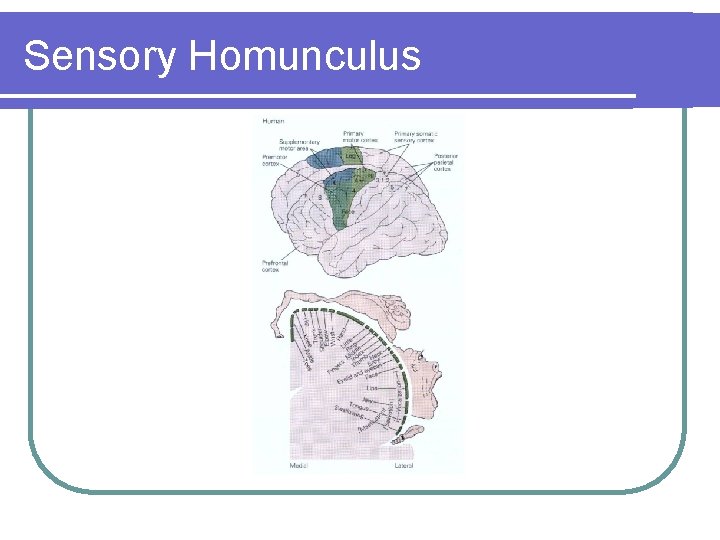 Somatic Senses General Sensory System Sensation l l