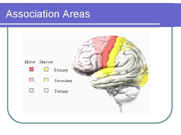 Somatic Senses General Sensory System Sensation l l