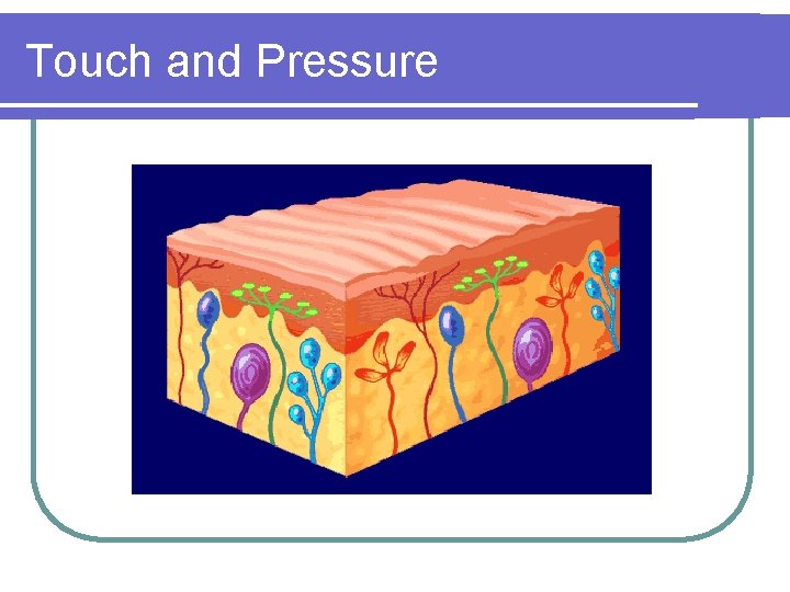 Somatic Senses General Sensory System Sensation l l