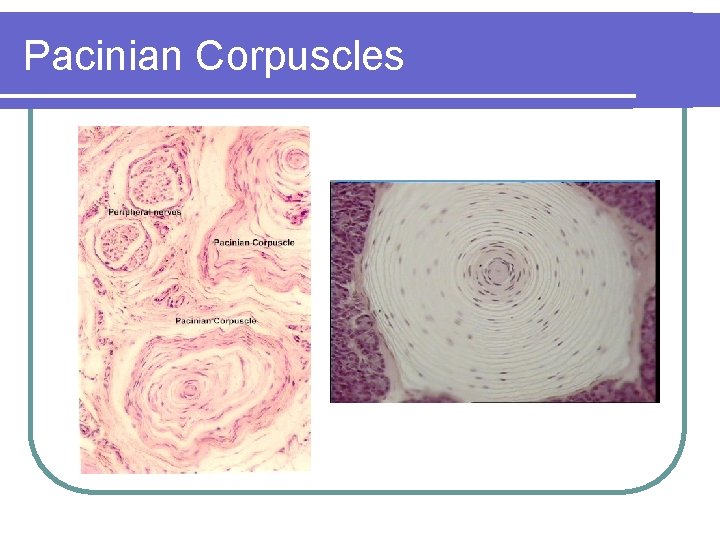 Somatic Senses General Sensory System Sensation l l
