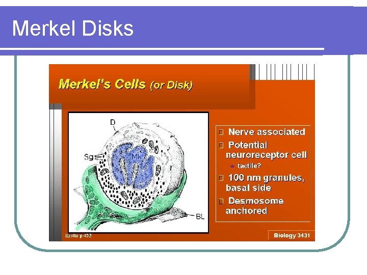 Somatic Senses General Sensory System Sensation l l