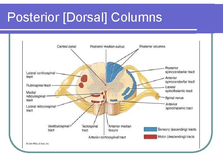 Somatic Senses General Sensory System Sensation l l