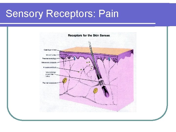 Somatic Senses General Sensory System Sensation l l