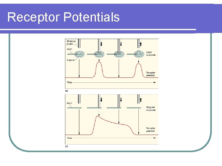 Somatic Senses General Sensory System Sensation l l