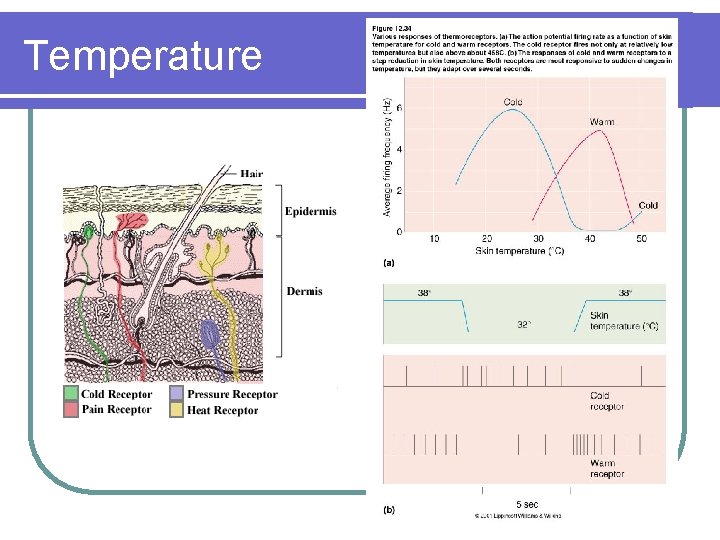 Somatic Senses General Sensory System Sensation l l