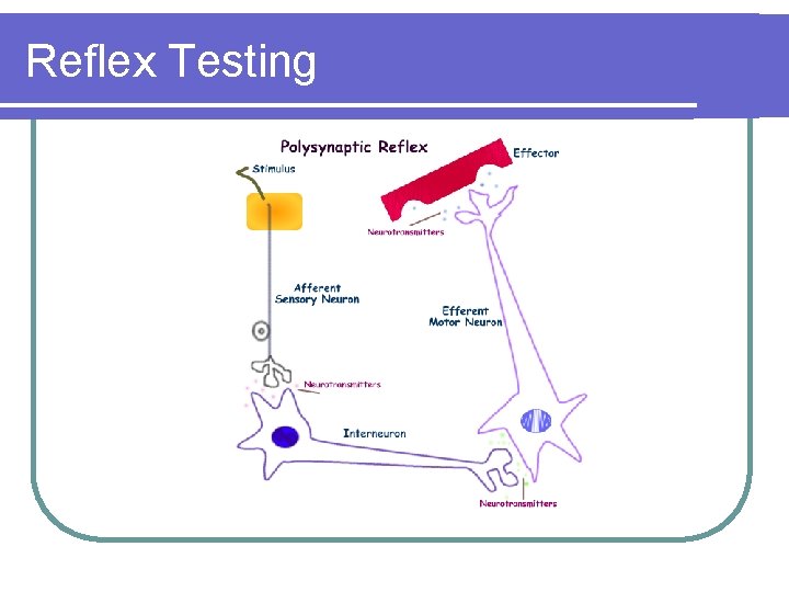 Somatic Senses General Sensory System Sensation l l