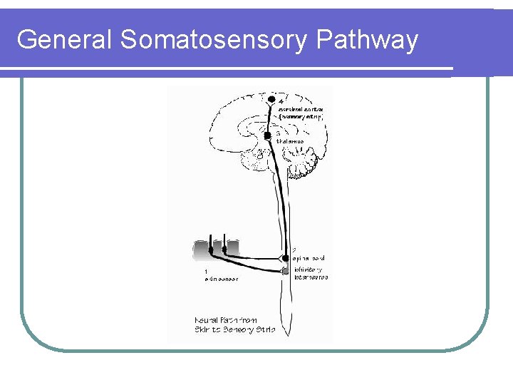 Somatic Senses General Sensory System Sensation l l