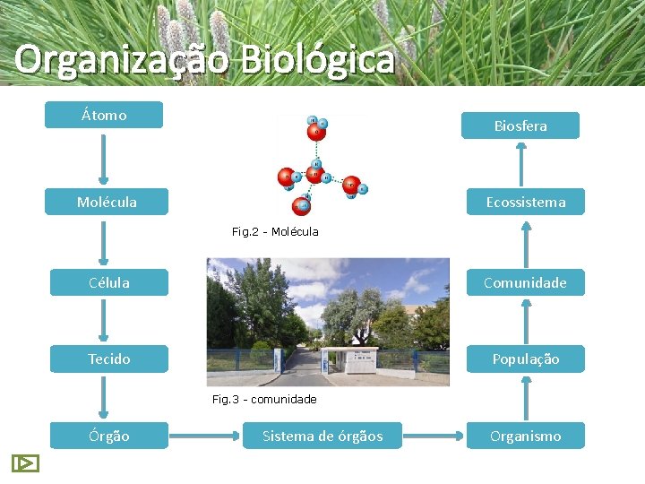 Biodiversidade na escola ndice Introduo Organizao Biolgica Seres