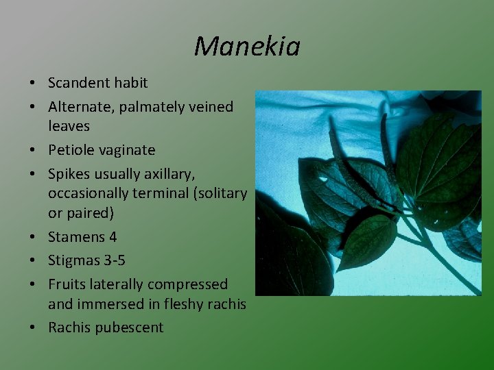 A systematic revision of the genus Manekia Piperaceae