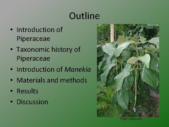 A systematic revision of the genus Manekia Piperaceae