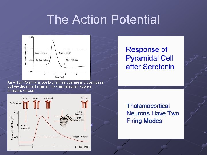 How Real Neurons Work Computational Neuroscience The Neuron