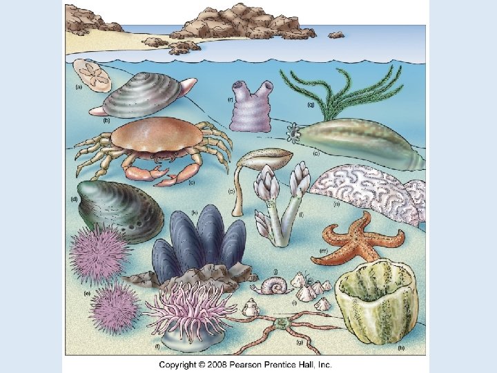 CHAPTER 12 Marine Life and the Marine Environment
