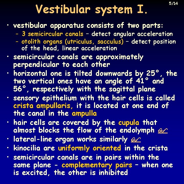 Auditory and vestibular system Sensory organs on the