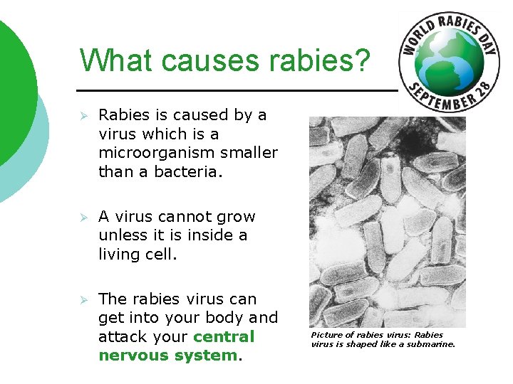Learning to Make Rabies History Connecting Classrooms Globally