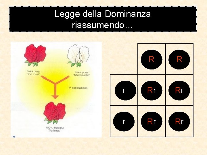 La genetica lo studio dei caratteri ereditari Un