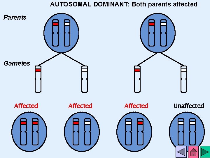 Autosomal dominant inheritance Risks to children where both