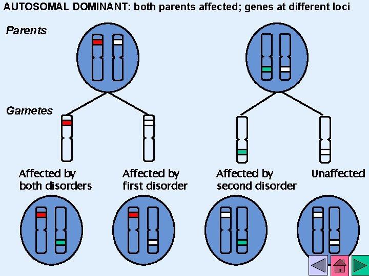 Autosomal dominant inheritance Risks to children where both