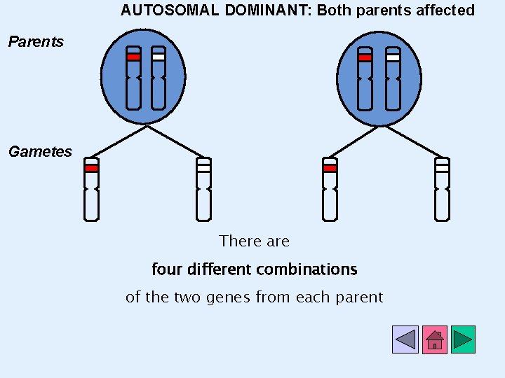 Autosomal dominant inheritance Risks to children where both