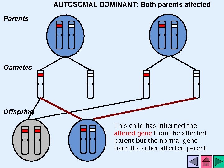 Autosomal dominant inheritance Risks to children where both