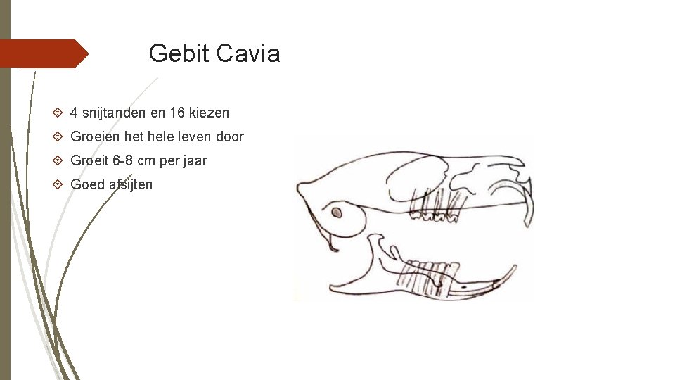 Hamster Cavia Inhoudsopgave Cavia en Hamster Gebit Voerbehoefte