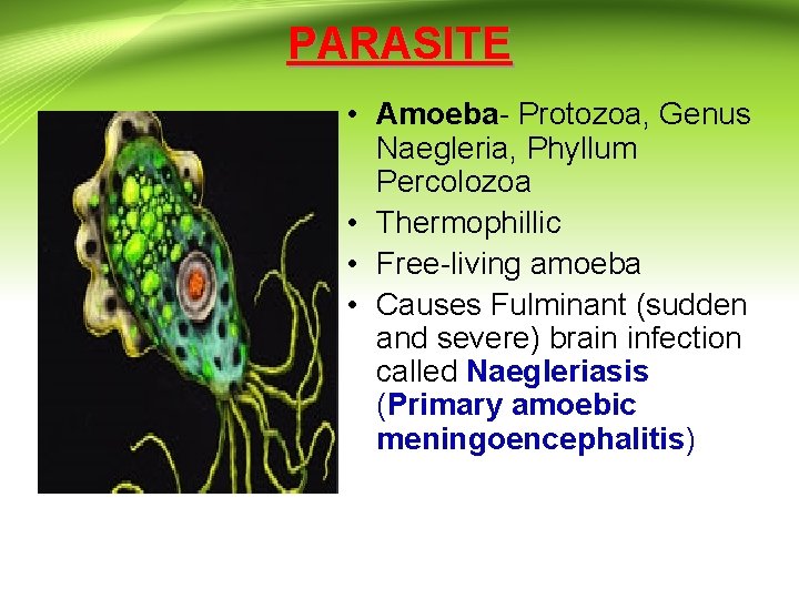 NAEGLERIA FOWLERI BRAIN EATING AMOEBA AMOEBIC MENINGOENCEPHALITIS DR