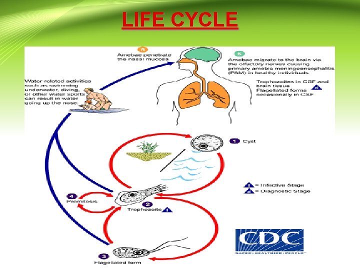NAEGLERIA FOWLERI BRAIN EATING AMOEBA AMOEBIC MENINGOENCEPHALITIS DR