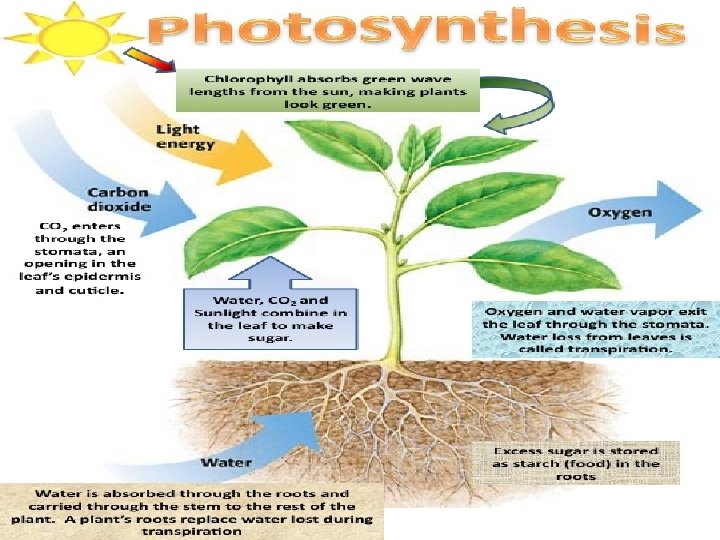 Process of Photosynthesis in Plants Agriscience Mr Bailey