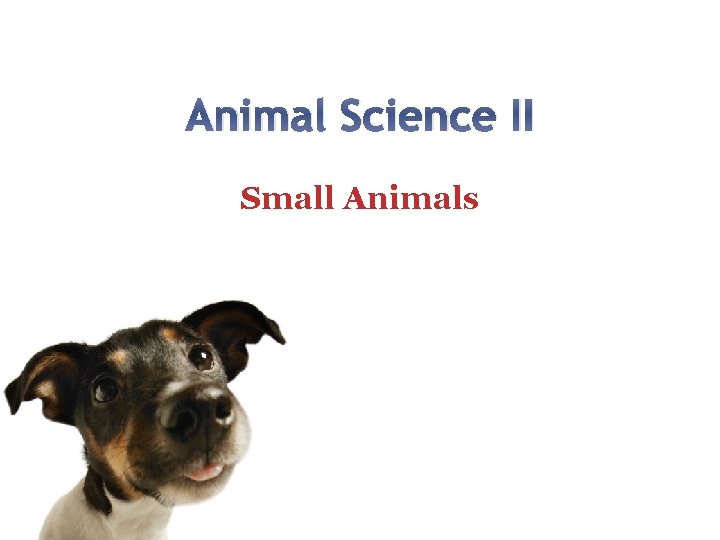 Animal Science II Small Animals Mind Warmer What