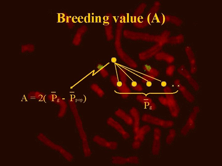 Chapter 6 Quantitative traits breeding value and heritability