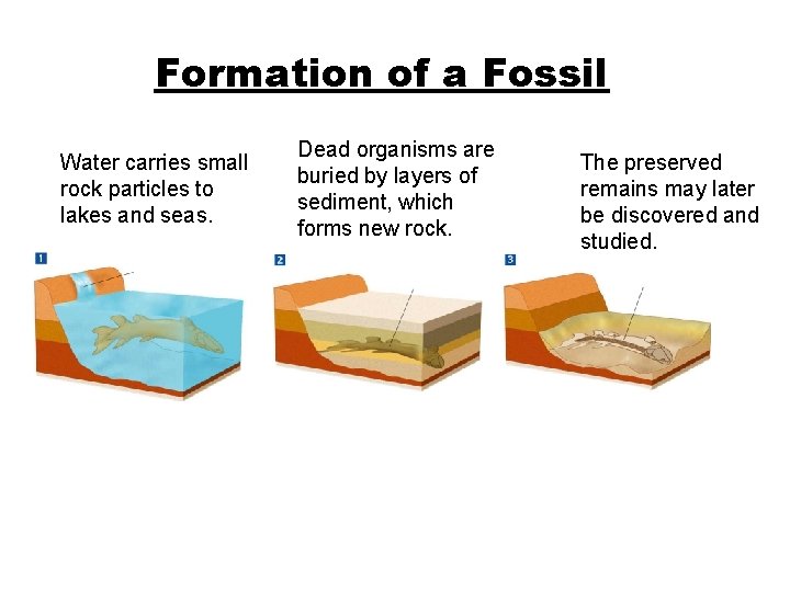 The History of Life the Origin of Species