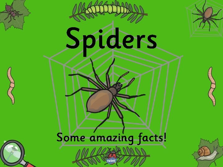 Spiders Some amazing facts Click on a web