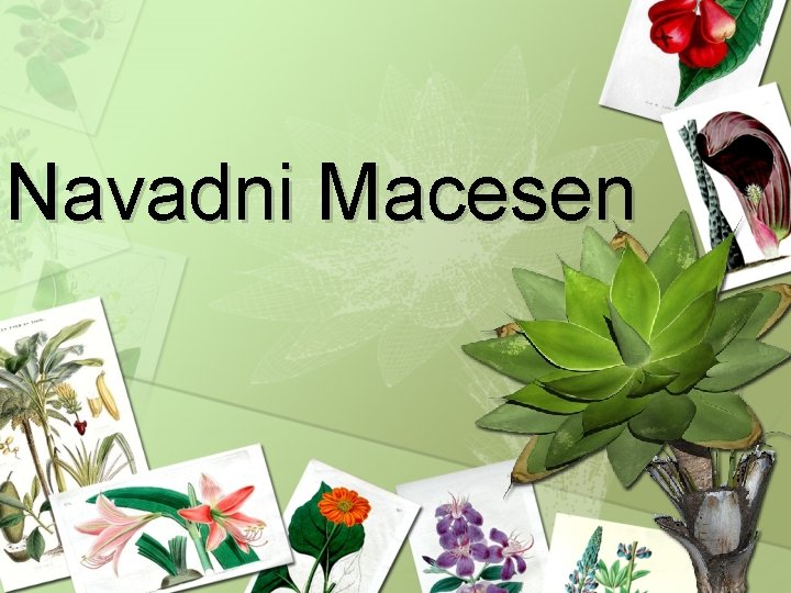 Navadni Macesen Sistematika Kraljestvo Plantae rastline Deblo Pinophyta