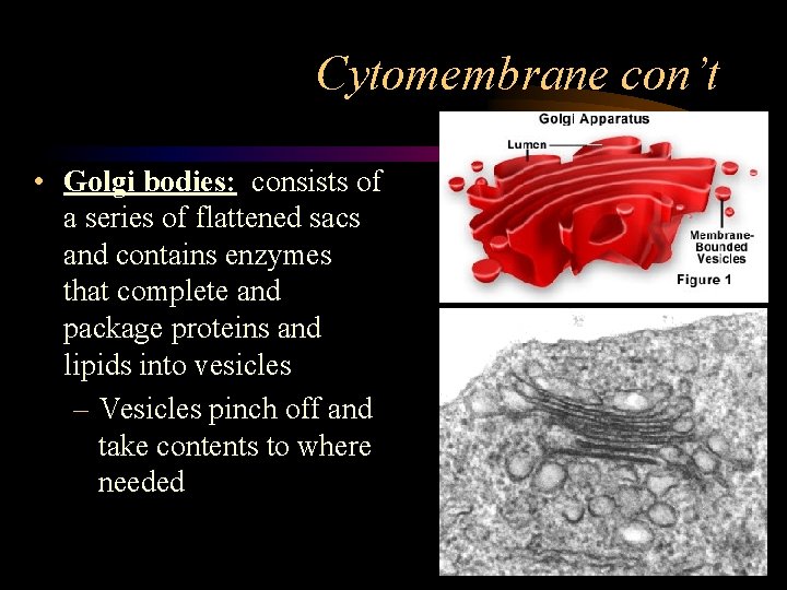 Cell Structure and Function College Prep Biology Mr
