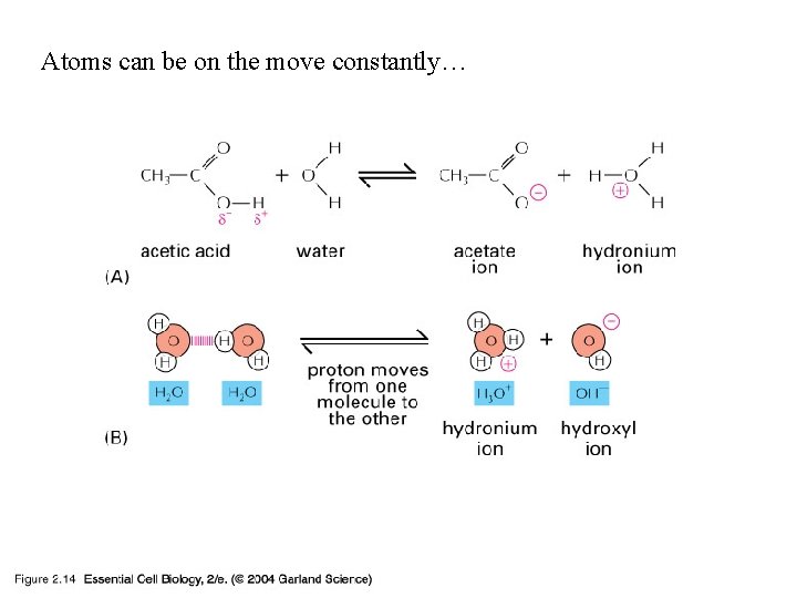 Lecture 4 Basic Chemistry refresher Macromolecules of all