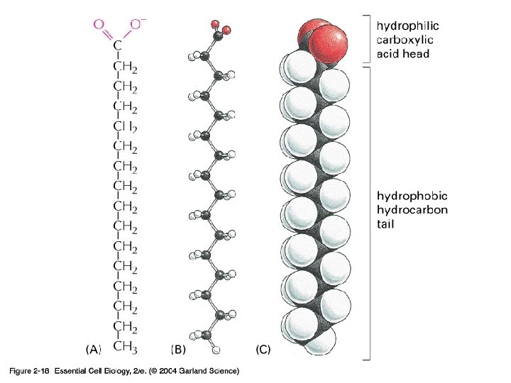 Lecture 4 Basic Chemistry refresher Macromolecules of all