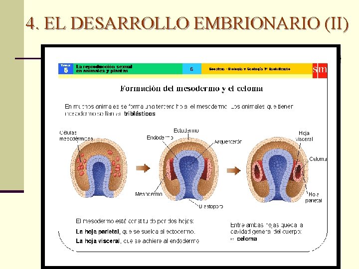 T 5 La Reproduccin Sexual en animales y