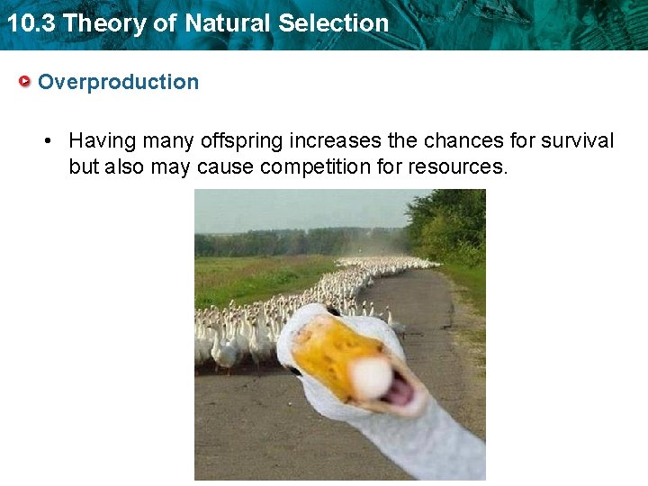 10 3 Theory of Natural Selection KEY CONCEPT