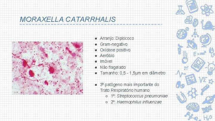 Seminrio de Microbiologia Tema Trato respiratrio superior O