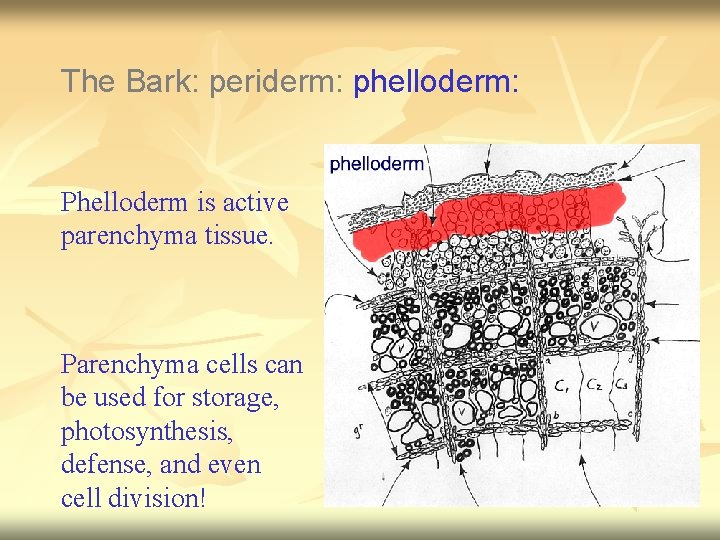Tree Biology By Dr Ed Gilman and Scott