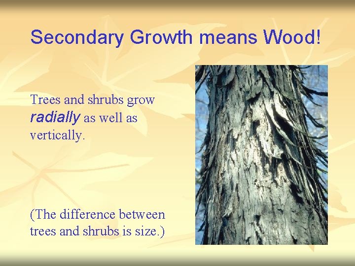Tree Biology By Dr Ed Gilman and Scott