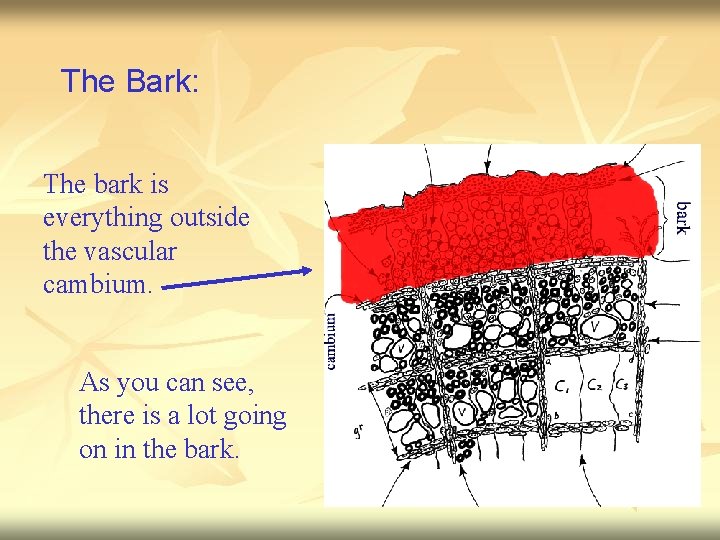Tree Biology By Dr Ed Gilman and Scott