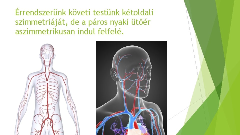 SZIMMETRIA s ASZIMMETRIA az EMBERI TESTBEN szerz Balogh