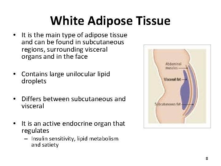 What is Adipose Tissue Energy Balance in Obesity