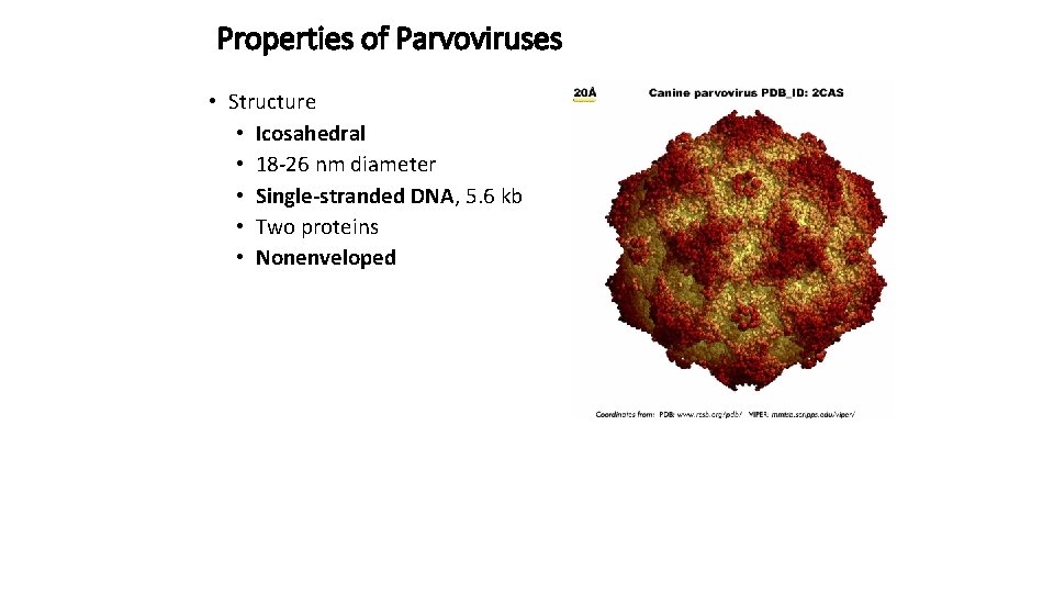 A negatively stained preparation of parvovirus seen by