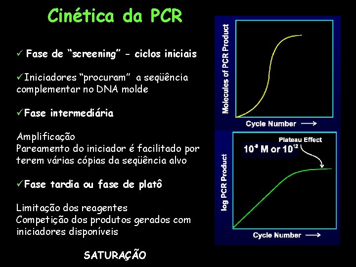 PCR Polymerase Chain Reaction Idealizada por Kary Mullis