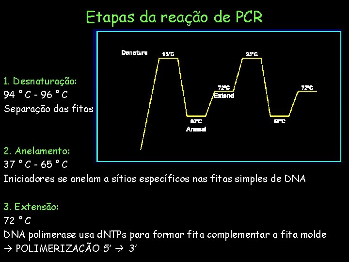 PCR Polymerase Chain Reaction Idealizada por Kary Mullis