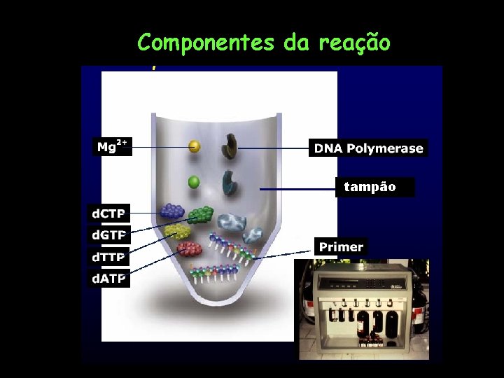 PCR Polymerase Chain Reaction Idealizada por Kary Mullis